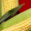 corn3 - Martha's Vineyard Online