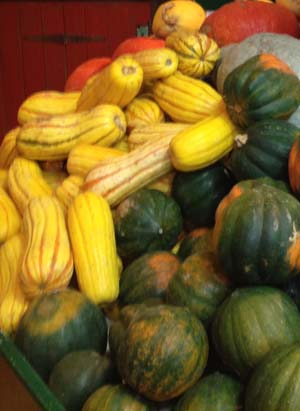 squash - Martha's Vineyard Online
